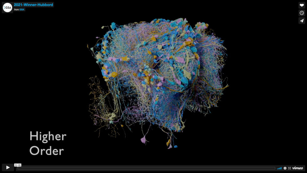 Drosophila Image Award