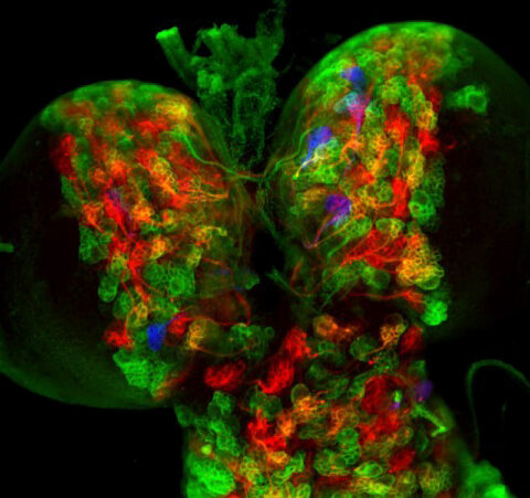 Drosophila Image Award