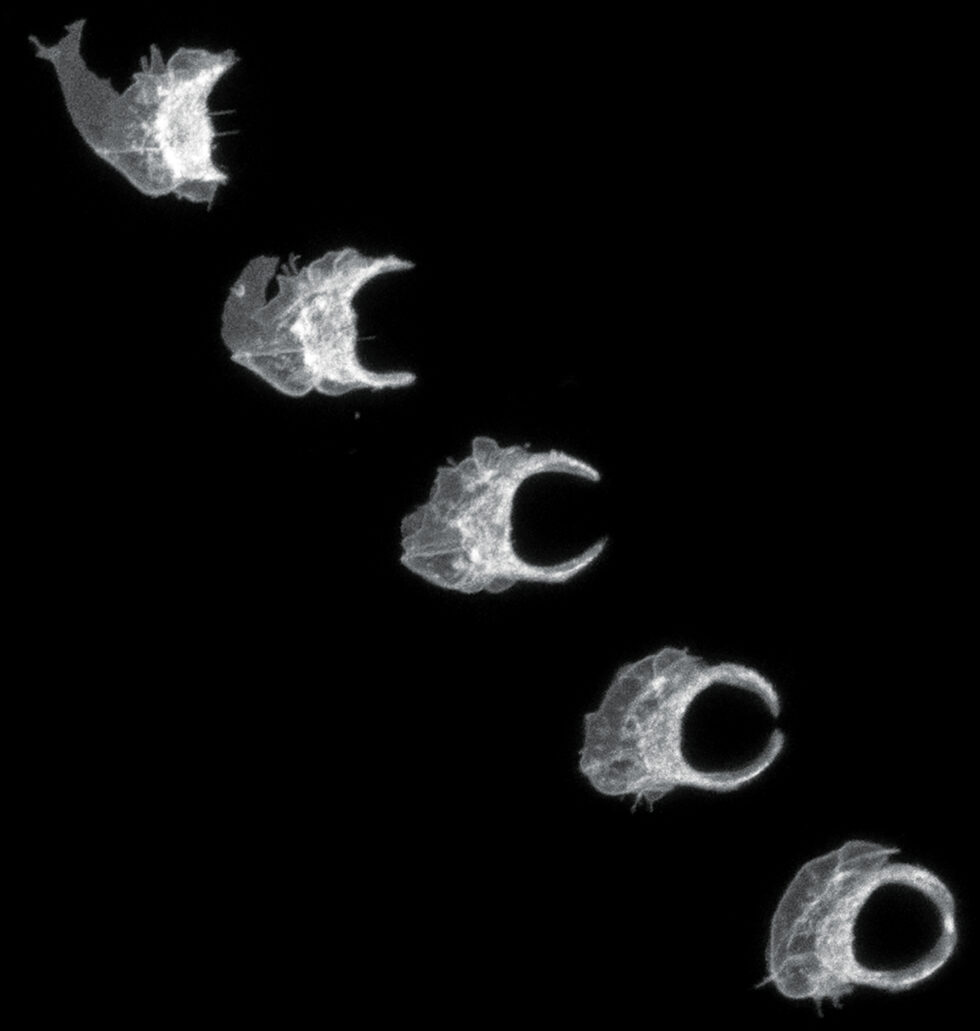 2024 | Drosophila Image Award